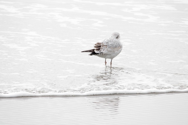 Seagul Bird Beach Water - Free photo on Pixabay - Pixabay