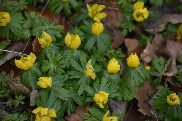 Winter Aconite Flowers Plants - Free photo on Pixabay - Pixabay