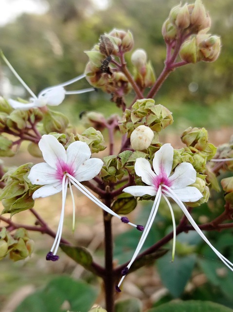 Hill Glory Bower Flowers - Free photo on Pixabay - Pixabay