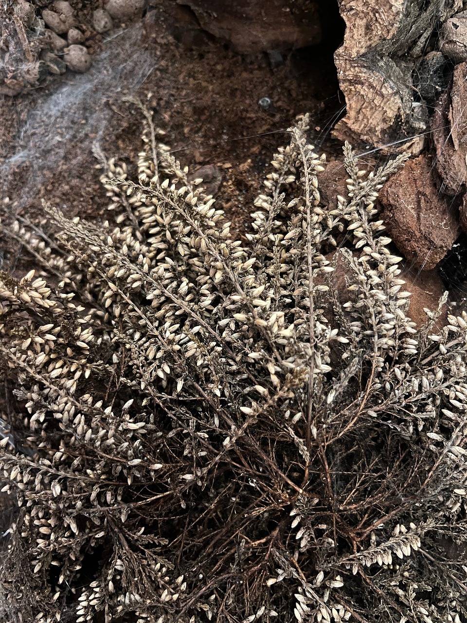 Nature Gray Dry - Free photo on Pixabay - Pixabay