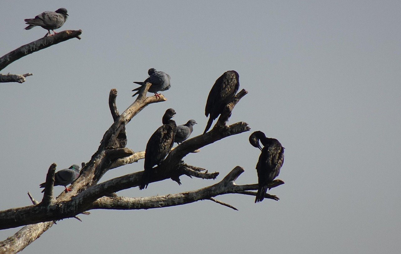 Cormorant Great Bird - Free photo on Pixabay - Pixabay
