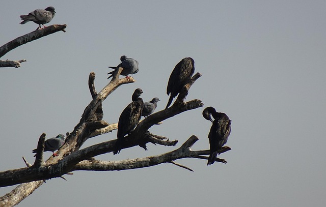 Cormorant Great Bird - Free photo on Pixabay - Pixabay