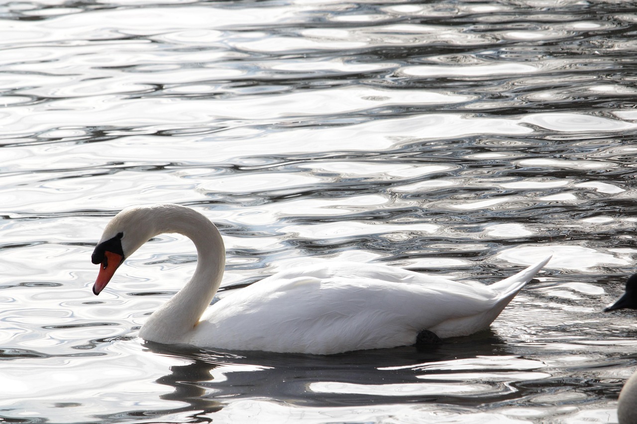 Cisne Pájaro Animal - Foto gratis en Pixabay - Pixabay