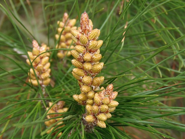 Flower Pine Nature Free Photo On Pixabay Pixabay
