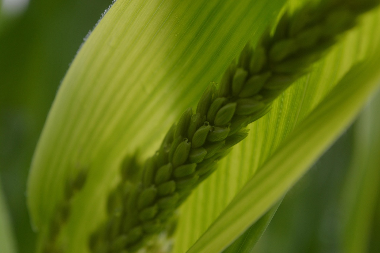 Plant Corn Stalk - Free photo on Pixabay