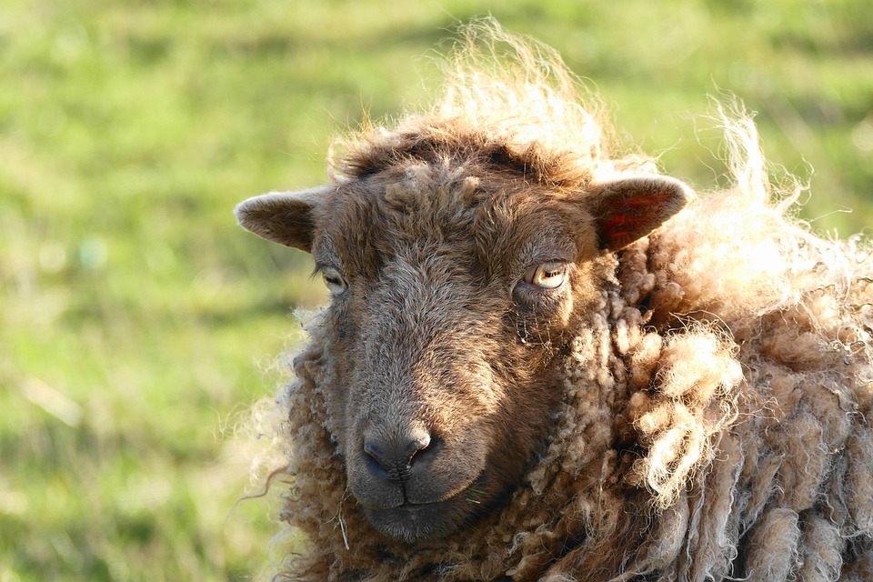Animal Le Mouton Laine - Photo gratuite sur Pixabay - Pixabay