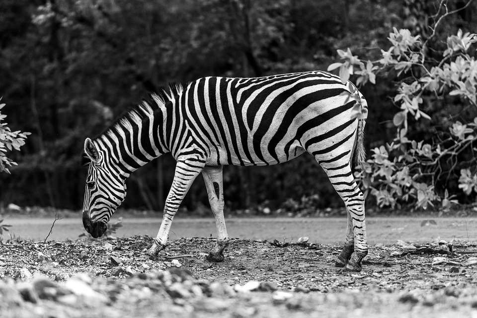 Zebra Streifen Tier - Kostenloses Foto auf Pixabay