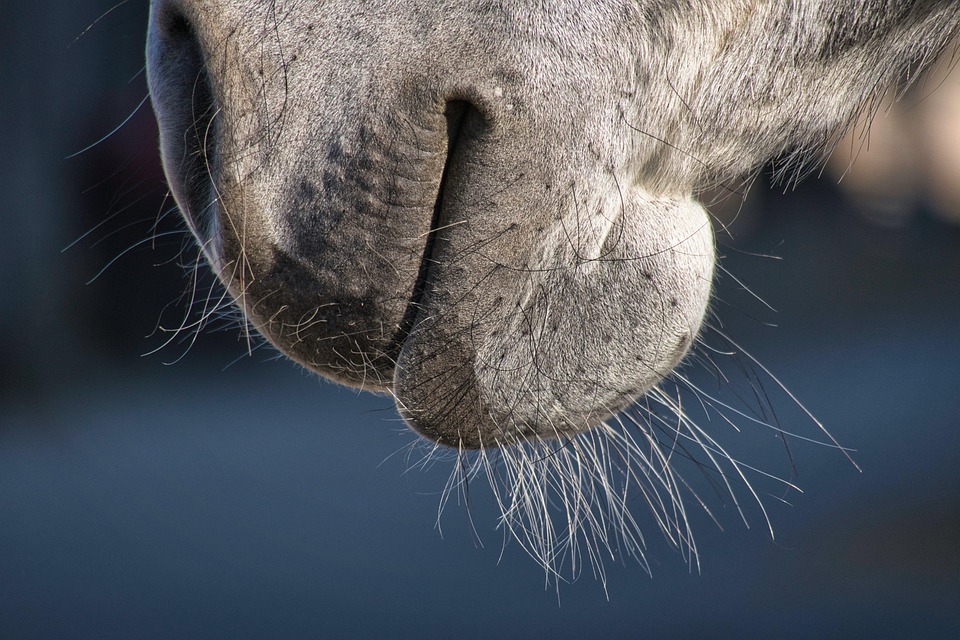 Pferd Maul Nasenloch - Kostenloses Foto auf Pixabay - Pixabay