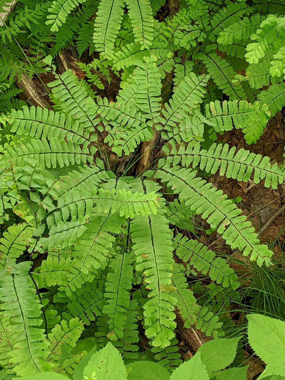Samambaia Planta - Foto gratuita no Pixabay - Pixabay