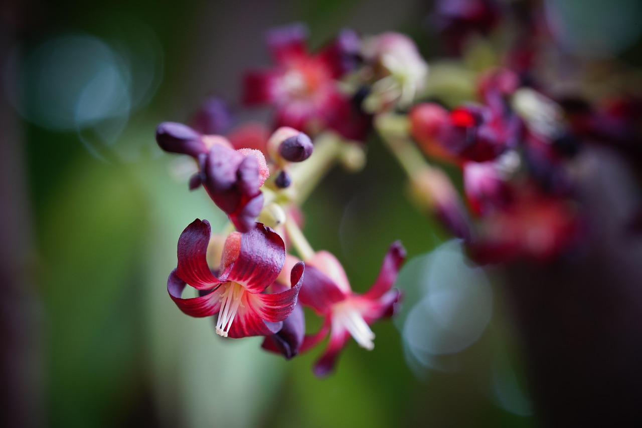 Fleur Avverhoa Bilimbi Flore - Photo gratuite sur Pixabay