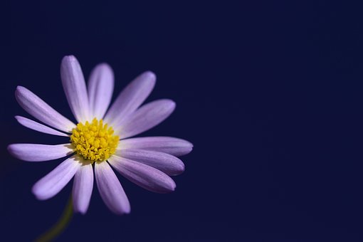 Daisy Flower Summer - Free photo on Pixabay