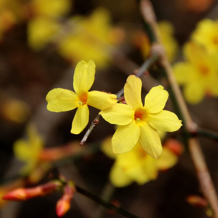 Winter Jasmine Flowers Plant Free Photo On Pixabay Pixabay