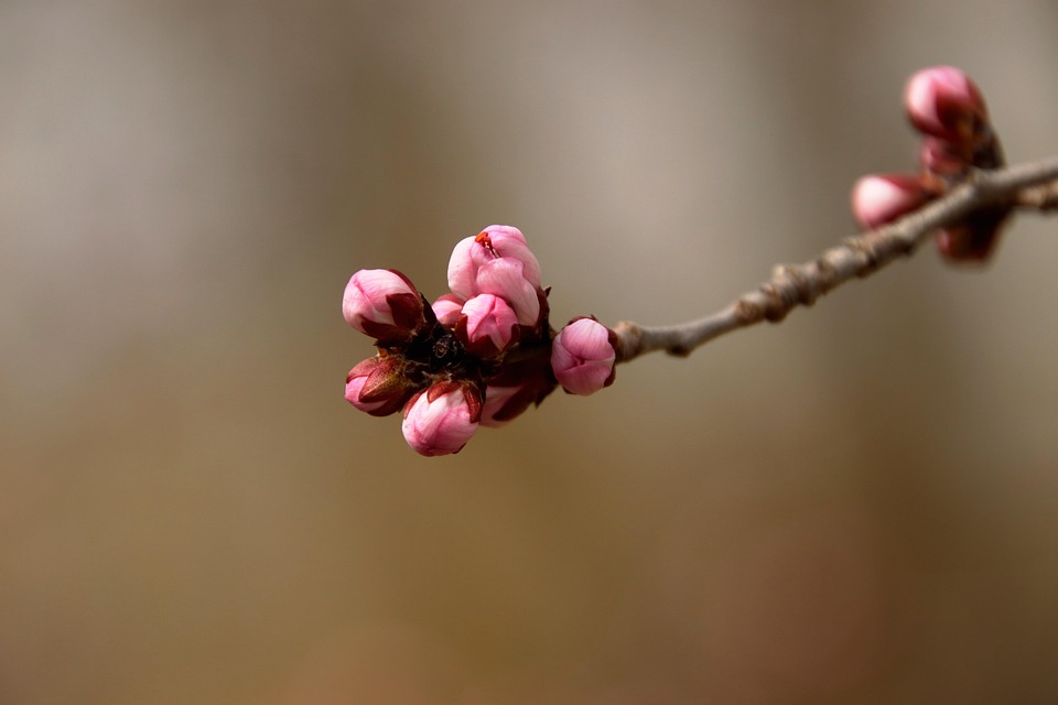 Fleurs De Pêche Bourgeons Arbre - Photo gratuite sur Pixabay - Pixabay