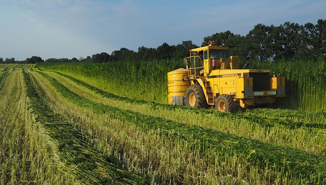 Hemp Fiber Field Harvest - Free photo on Pixabay