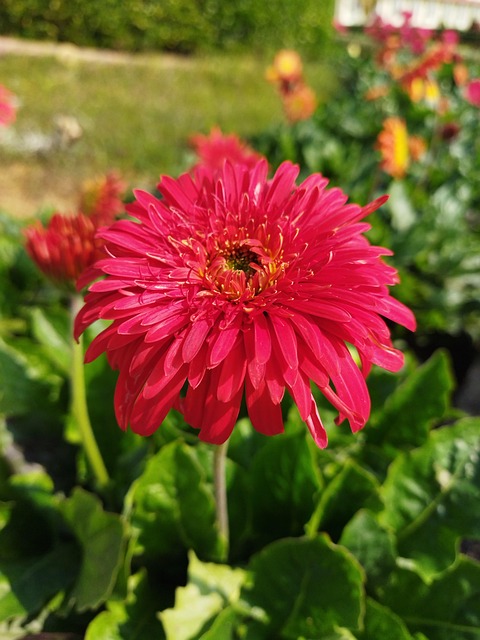 Jinia Fleurs Recolorer La Fleur - Photo gratuite sur Pixabay - Pixabay