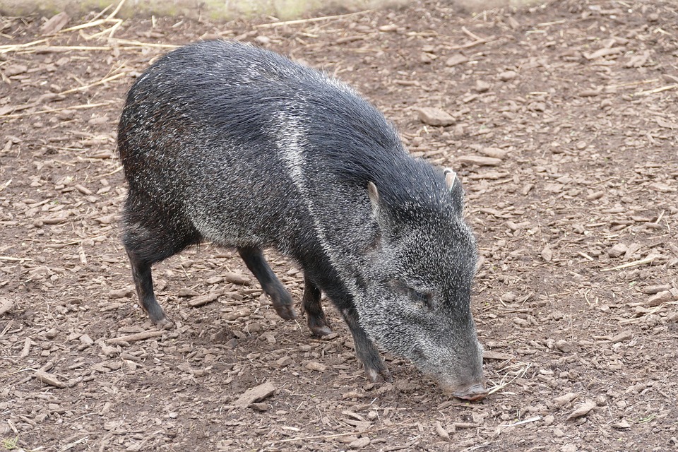 Animal Pecarí Mamífero - Foto gratis en Pixabay