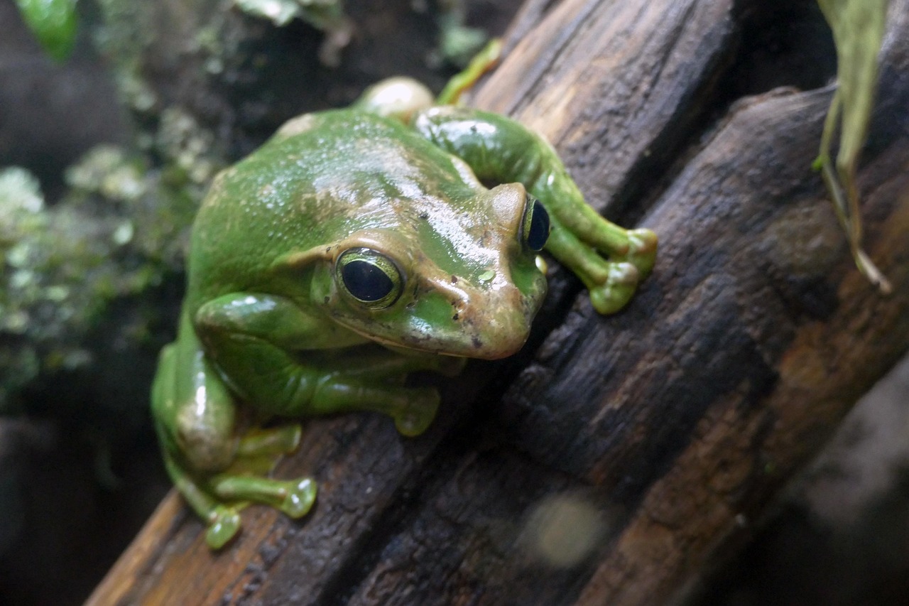 La Grenouille Rainette Amphibie Photo Gratuite Sur Pixabay Pixabay