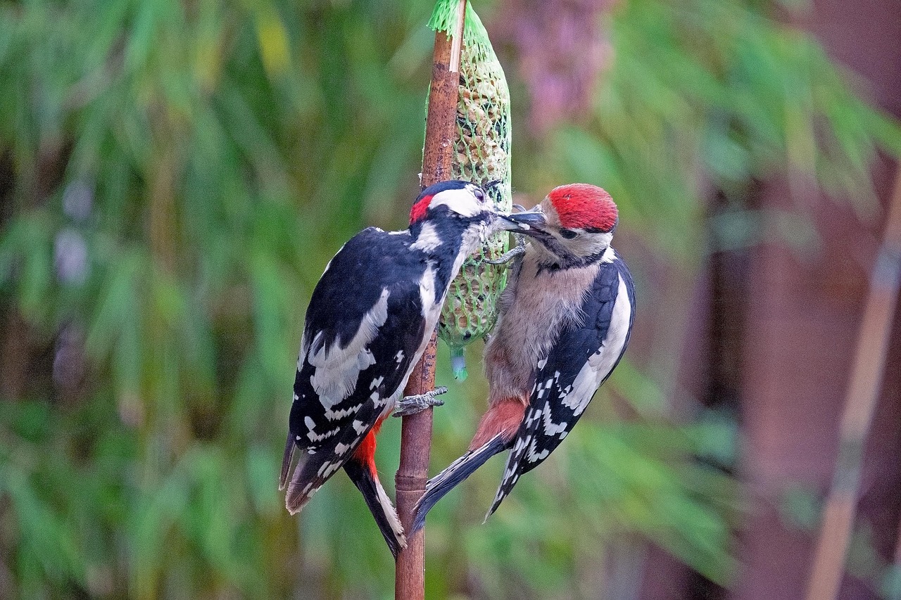 Birds Ornithology Species - Free photo on Pixabay - Pixabay