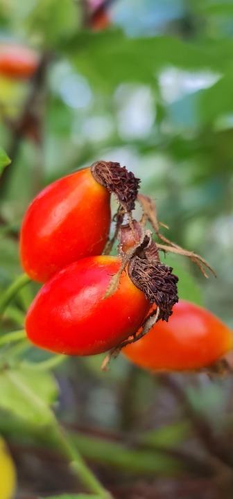 Fruits Sauvages Rouges - Photo gratuite sur Pixabay - Pixabay