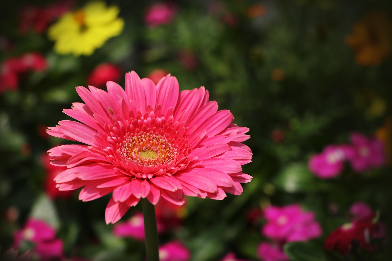 Gerbera Transvaal Daisy Fleur Rose - Photo gratuite sur Pixabay - Pixabay