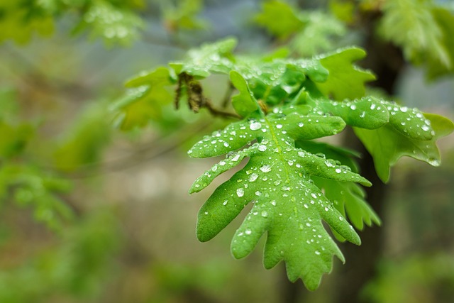 Leaves Plant Nature - Free photo on Pixabay