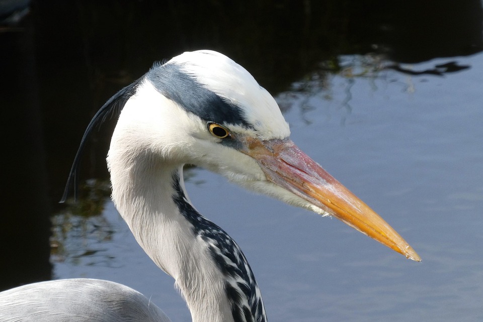 Reiger Vogel Dier - Gratis foto op Pixabay