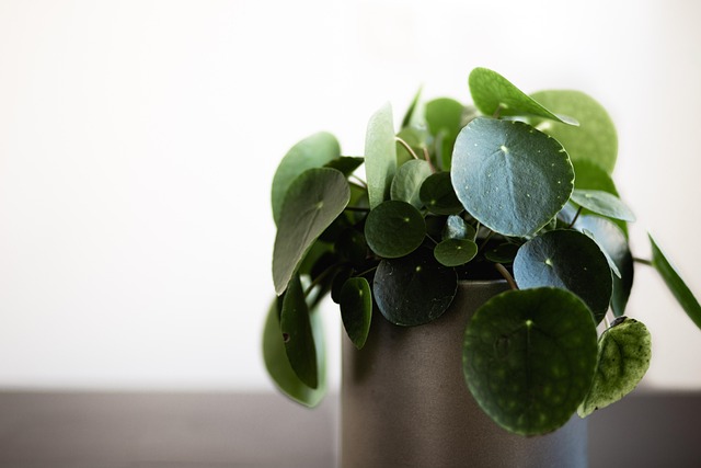 Plant Pot Chinese Lucky Tree - Free photo on Pixabay - Pixabay