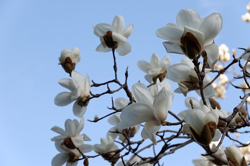 Flowers Yulan Magnolia White - Free photo on Pixabay
