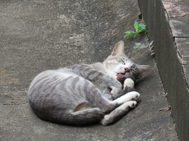 Gato Gatinho Limpeza - Foto gratuita no Pixabay - Pixabay
