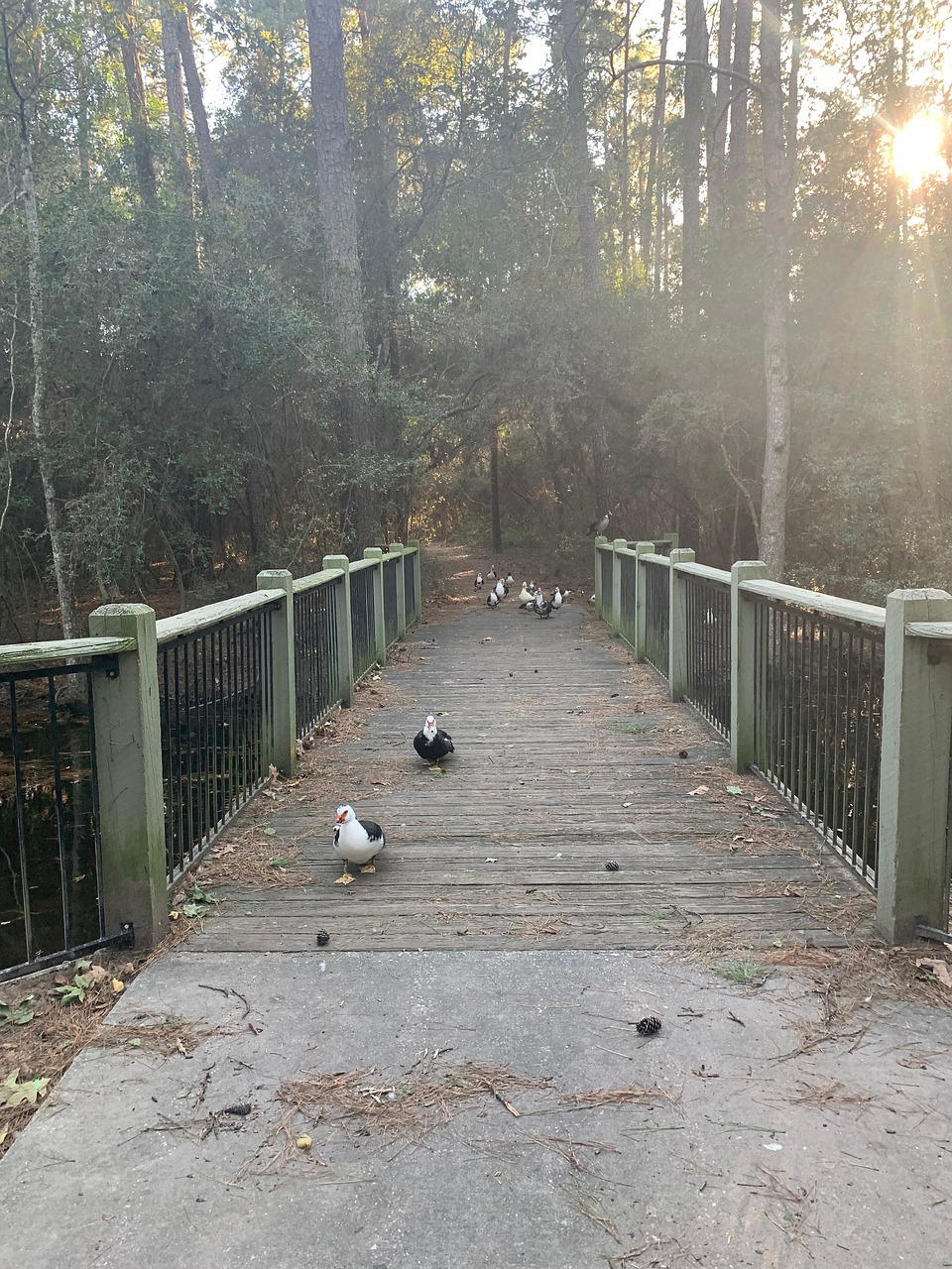 Ducks Bird Forest - Free photo on Pixabay - Pixabay