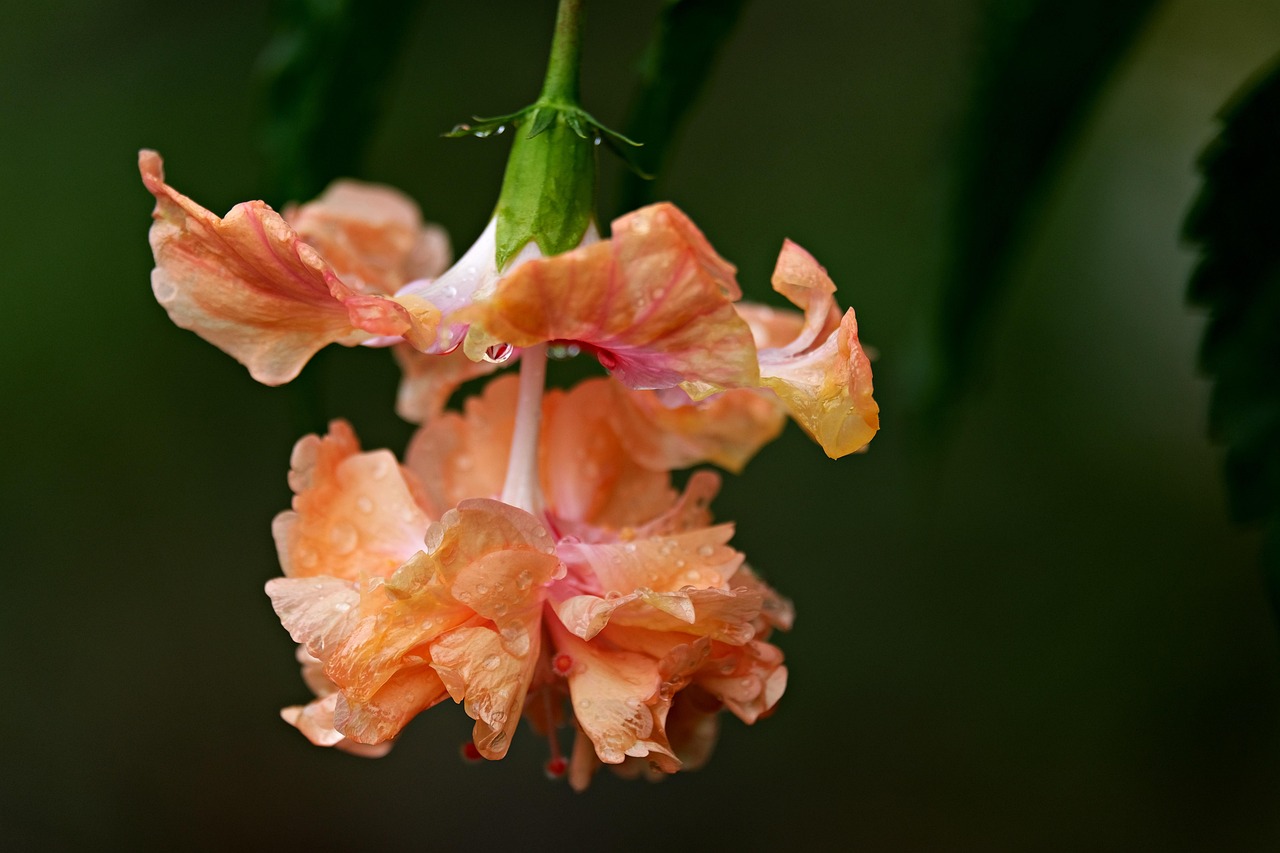 Anggrek Cattleya Bunga Flora - Foto gratis di Pixabay - Pixabay