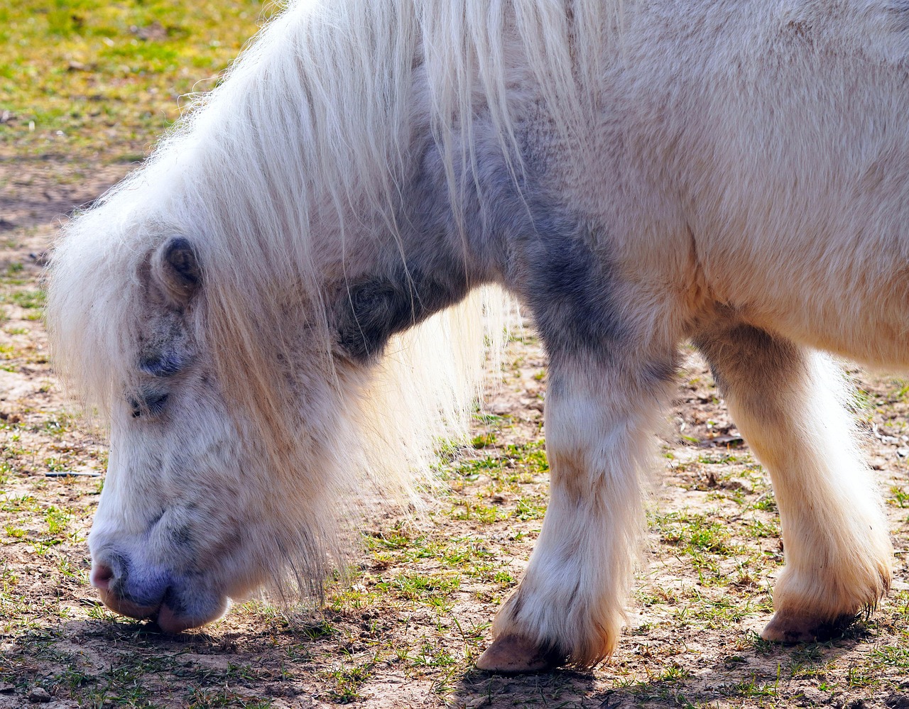 Shetland Pony Horse Animal - Free photo on Pixabay - Pixabay