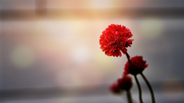 Bunga Flora Alam - Foto gratis di Pixabay - Pixabay