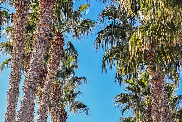 Palmiers Des Arbres Ciel - Photo gratuite sur Pixabay - Pixabay