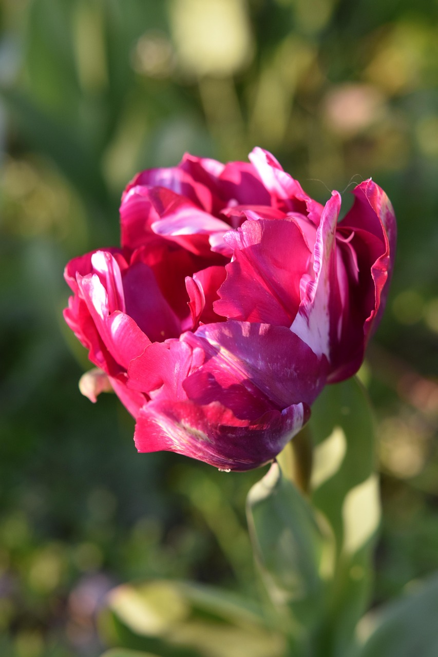 20,000+ Free Parrot Tulips & Parrot Images - Pixabay