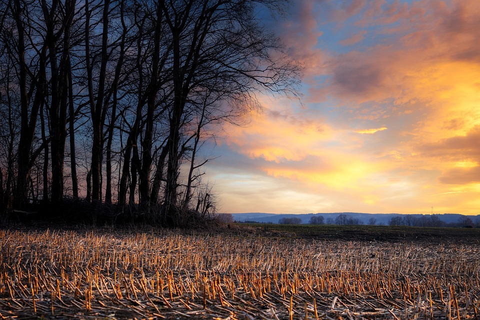 Forest Field Sunset - Free photo on Pixabay - Pixabay