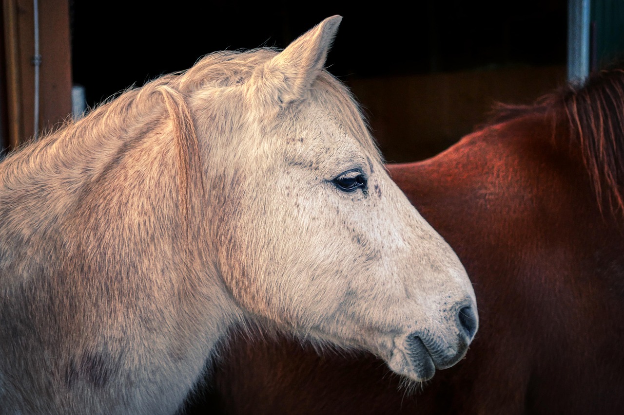 Cal Animal Mamifer - Fotografie gratuită pe Pixabay
