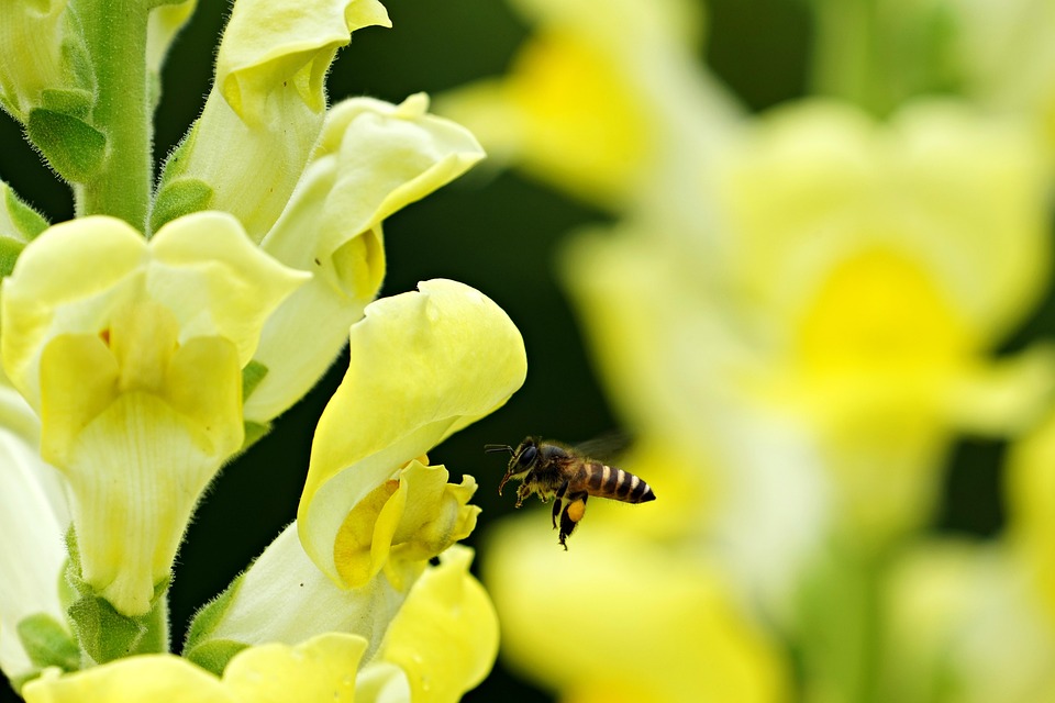 Fleur Muflier Abeille - Photo gratuite sur Pixabay