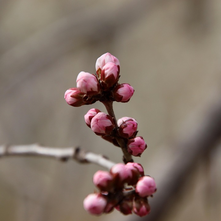 Peach Blossoms Buds Tree - Free photo on Pixabay