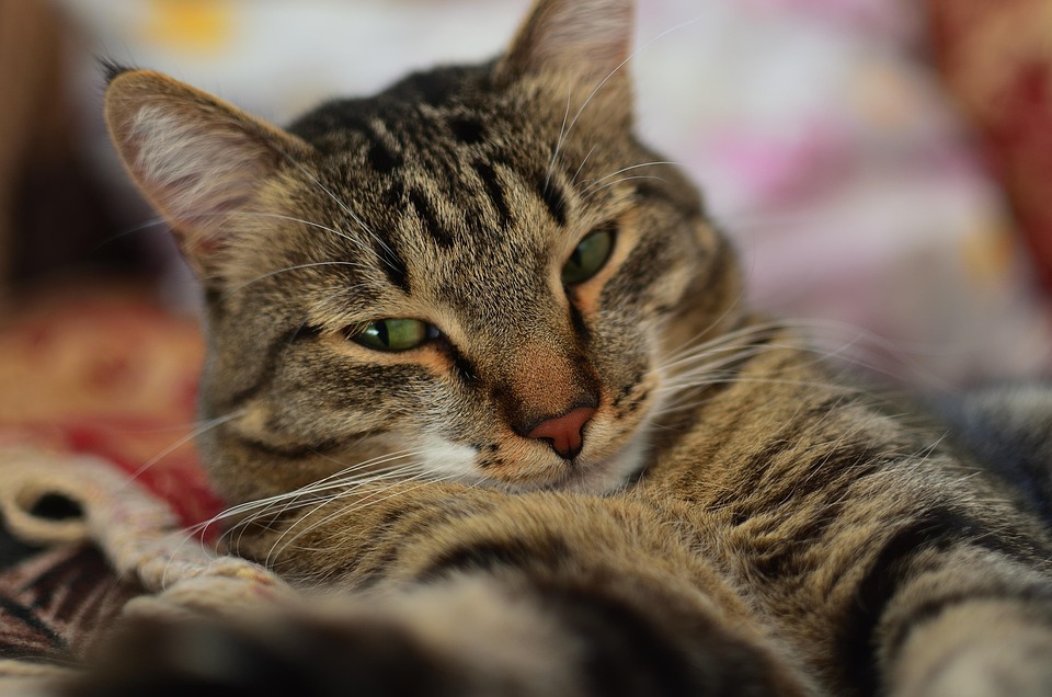 Cat Pet Animal Tabby - Free photo on Pixabay - Pixabay