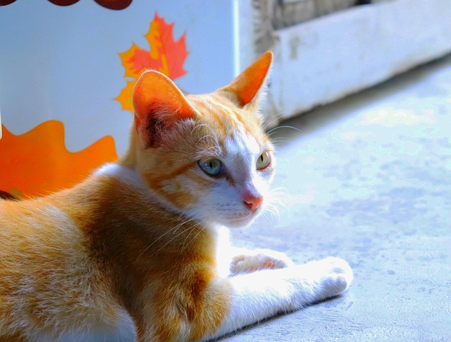 Kucing Kuning Hiburan Warna Yang - Foto gratis di Pixabay - Pixabay