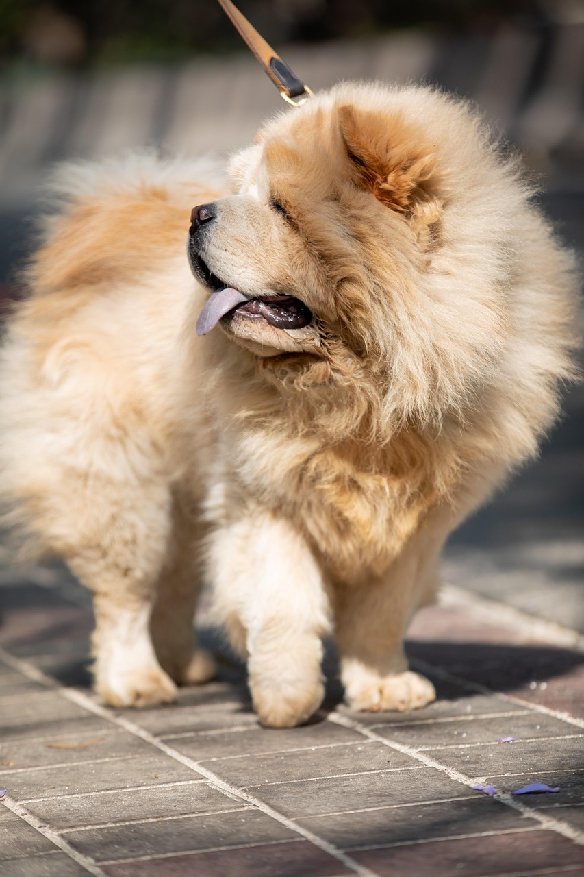 Animal Dog Breed - Free photo on Pixabay