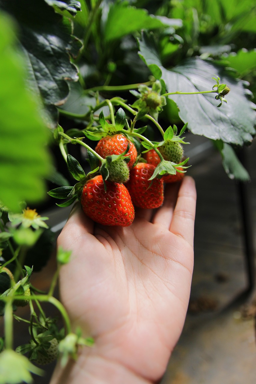 Stroberi Buah Tanaman Foto Gratis Di Pixabay Pixabay