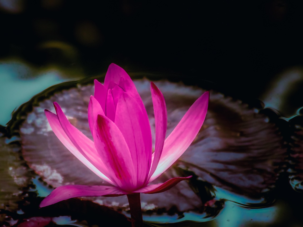 Water Lily Flower Plant - Free photo on Pixabay - Pixabay