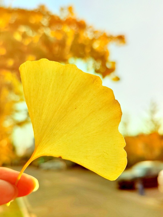 Ginkgo Leaf Fall - Free photo on Pixabay - Pixabay