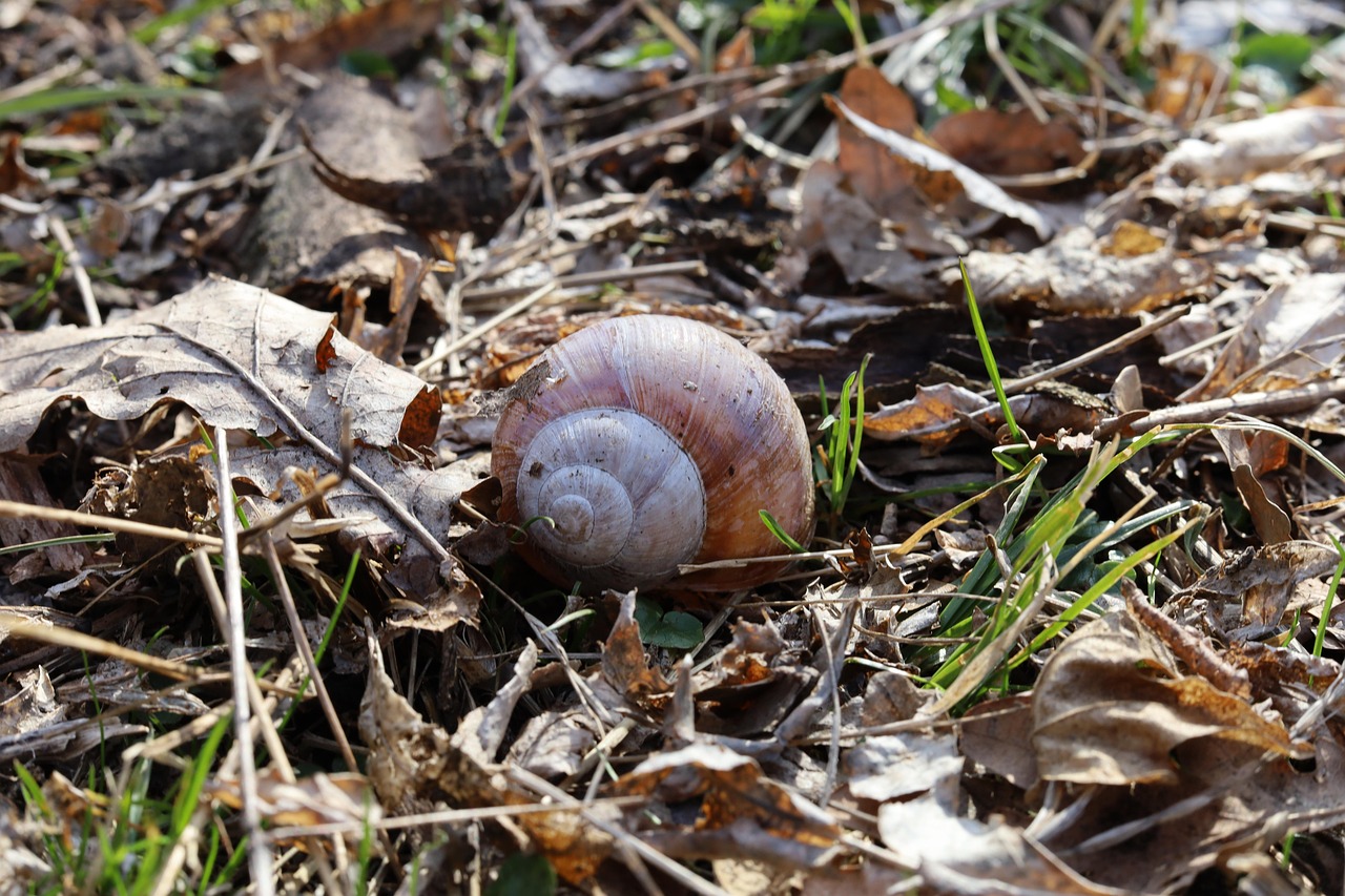 Escargot Nature Gazon - Photo gratuite sur Pixabay - Pixabay