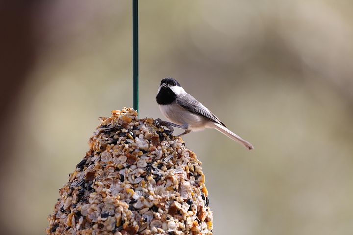 200+ Free Chickadee & Bird Images - Pixabay