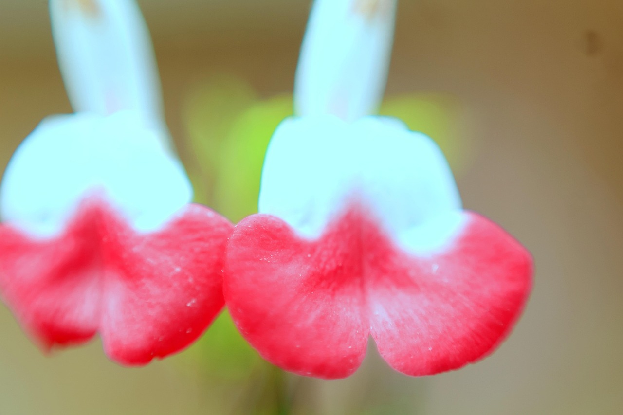 Flower Hot - Free photo on Pixabay - Pixabay