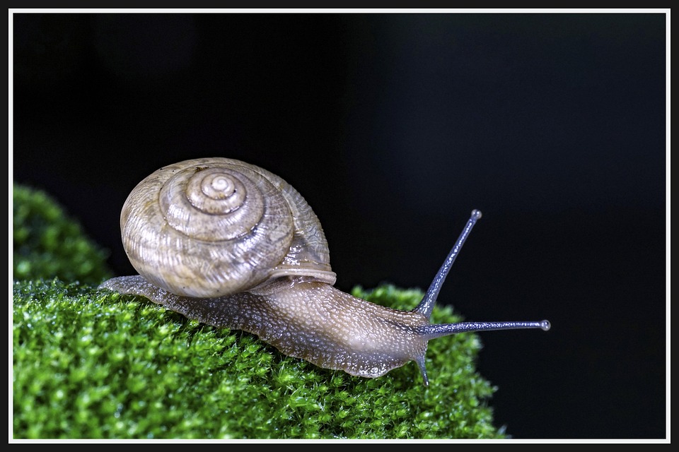 Snail Moss - Free photo on Pixabay - Pixabay