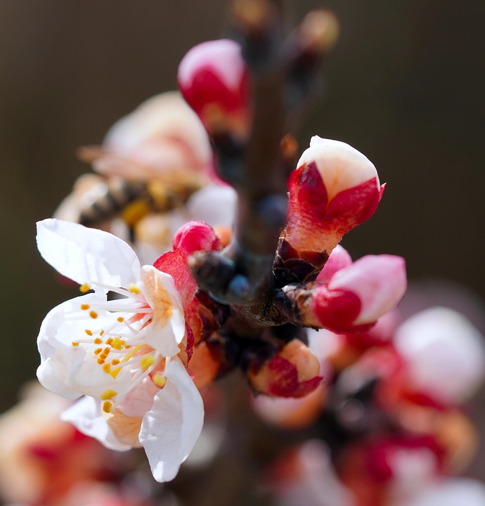 Plum Blossom Flowers Spring - Free photo on Pixabay